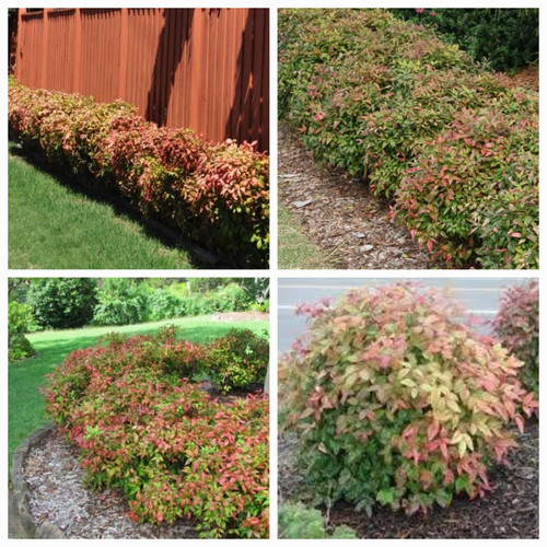 Nandina Nana | Gippy Garden Plants