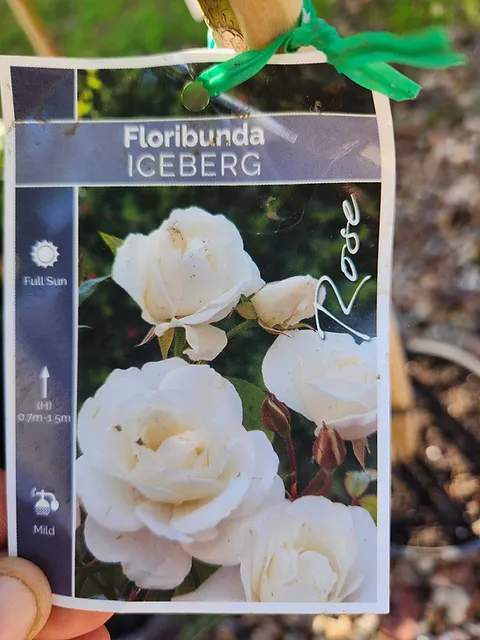 3FT TALL STANDARD WHITE ICEBERG ROSE | Gippy Garden Plants