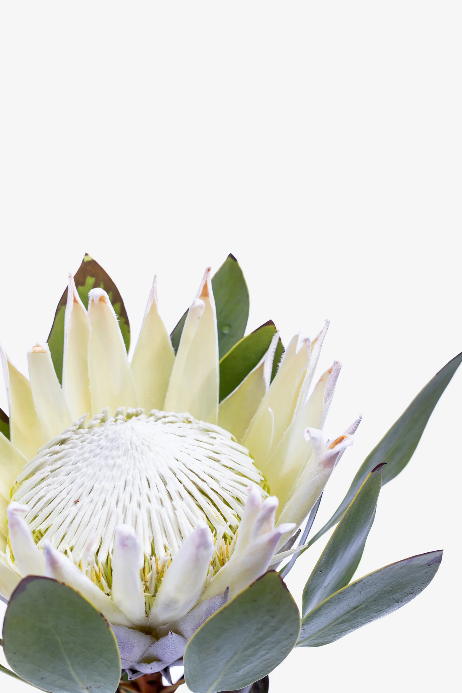 PROTEA KING WHITE | Gippy Garden Plants