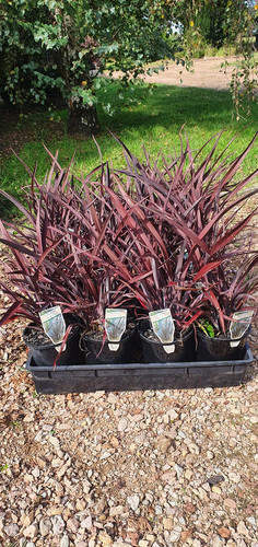 Phormium Anna Red | Gippy Garden Plants
