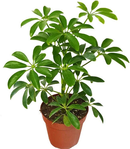 Umberalla Plant | Gippy Garden Plants