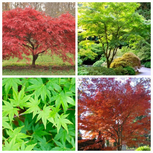 Japanese Maple Acer Palmatum Tree | Gippy Garden Plants