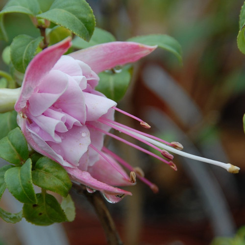 Pink Mist Fuchsia | Gippy Garden Plants