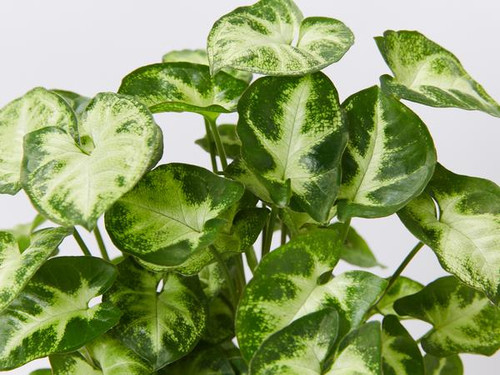Syngonium Pixie | Gippy Garden Plants