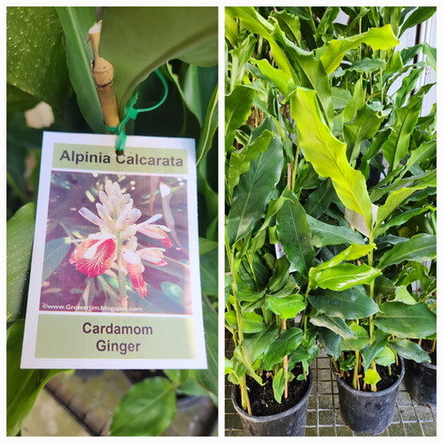 CARDAMON GINGER | Gippy Garden Plants