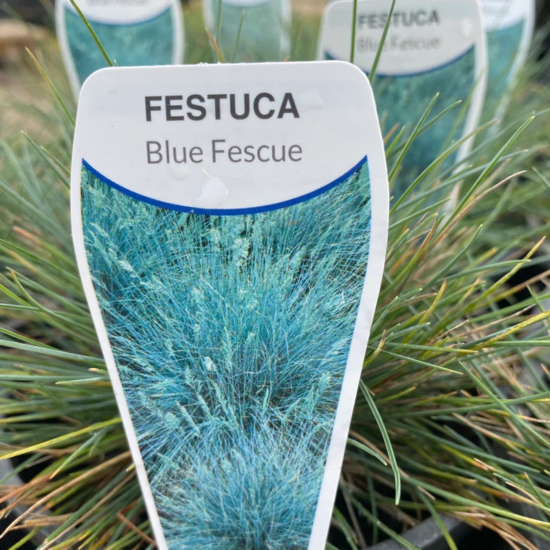 FESTUCA BLUE FESCUE GRASS | Gippy Garden Plants