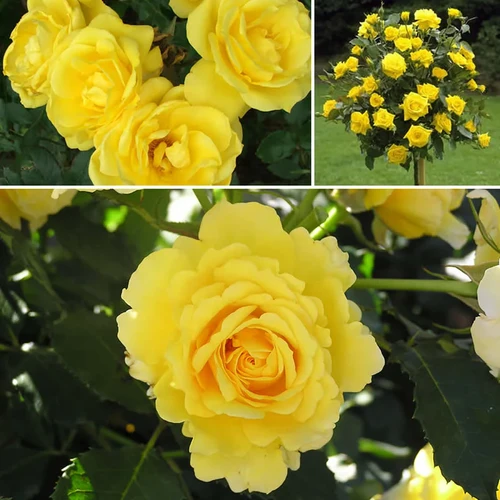 3FT TALL STANDARD YELLOW FREISA ROSE | Gippy Garden Plants