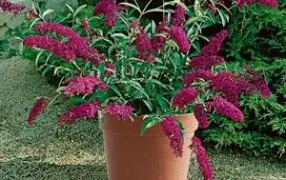 Buddleja CranRazz | Gippy Garden Plants