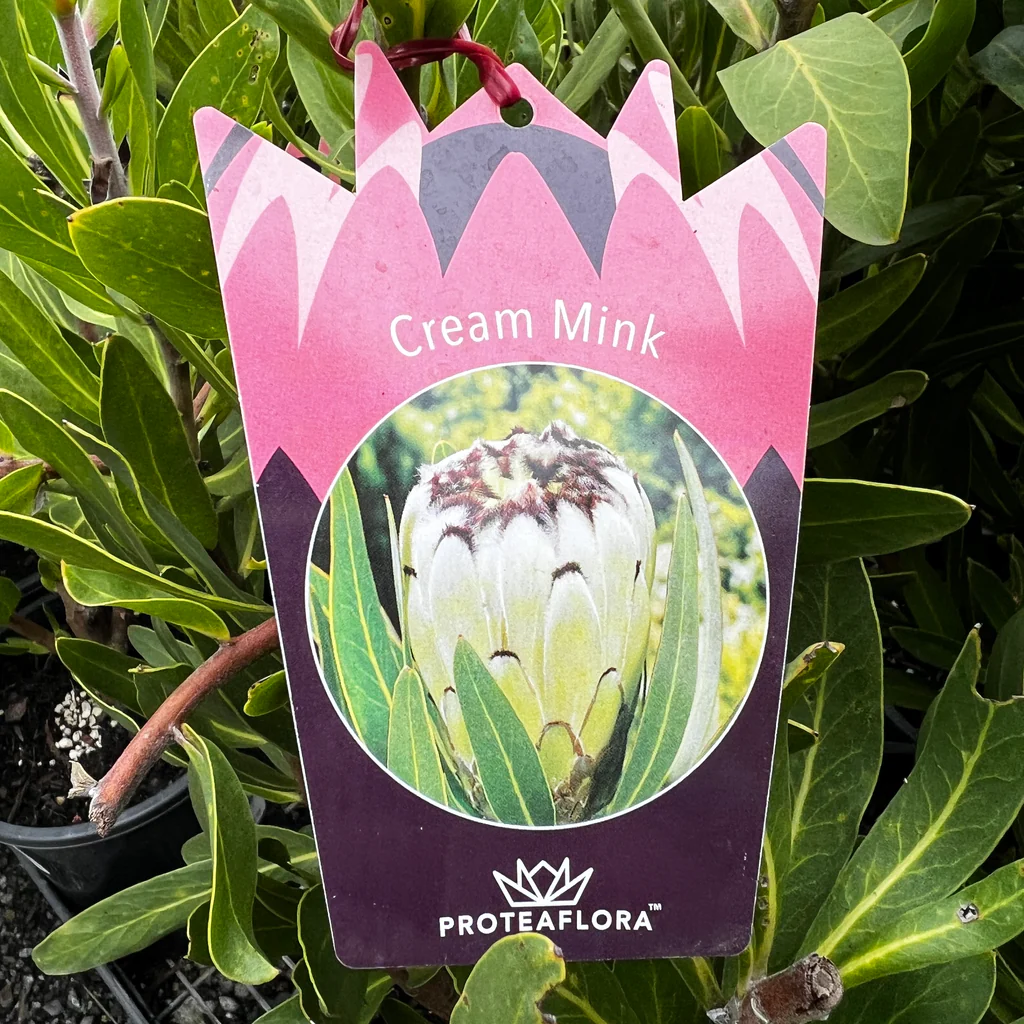 PROTEA CREAM MINK | Gippy Garden Plants