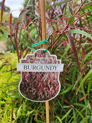 AGONIS BURGUNDY | Gippy Garden Plants