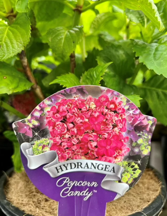 Hydrangea Popcorn Candy Pink | Gippy Garden Plants