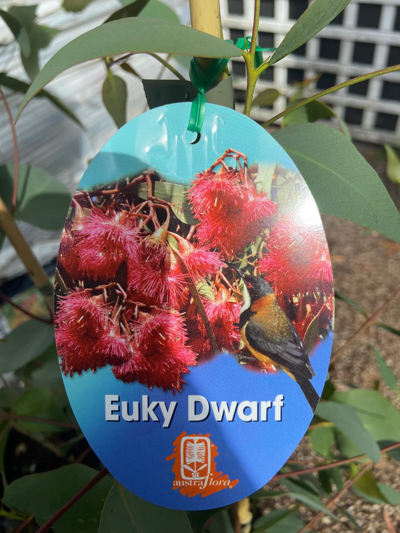 Eucalyptus Euky Dwarf Gum | Gippy Garden Plants