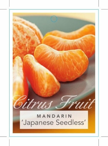 Mandarin Japanese Seedless | Gippy Garden Plants
