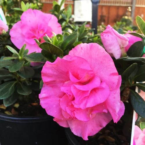 AZALEA LUCI | Gippy Garden Plants