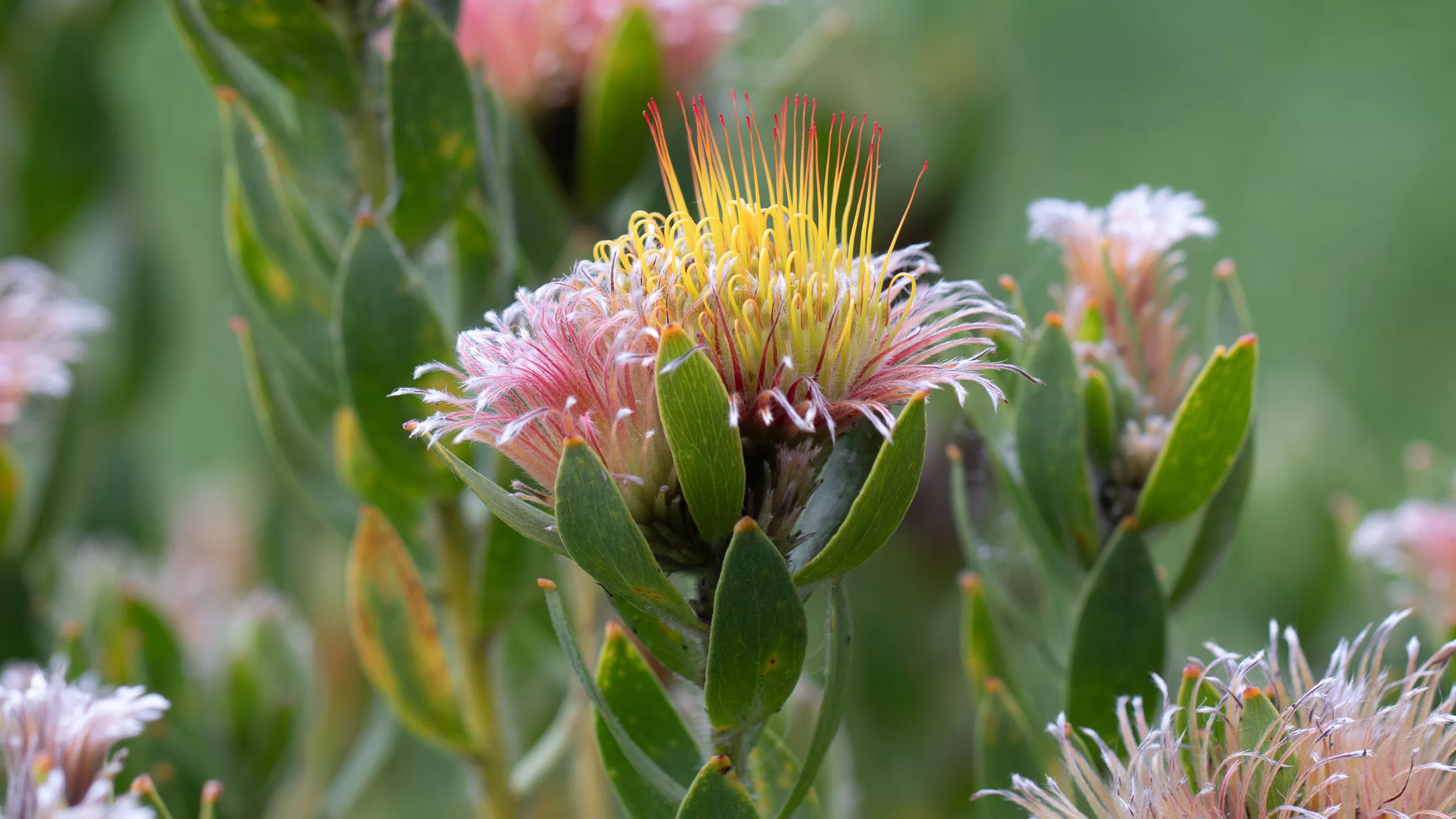 Leucospermum Calypso Pink | Gippy Garden Plants