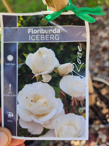 STANDARD ICEBERG ROSES | Gippy Garden Plants
