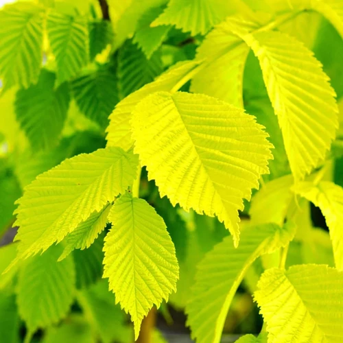 GOLDEN ELM TREES | Gippy Garden Plants