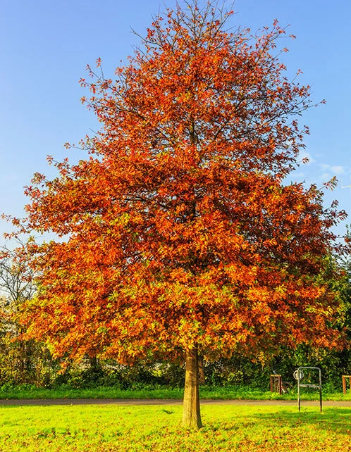 PIN OAK TREE | Gippy Garden Plants