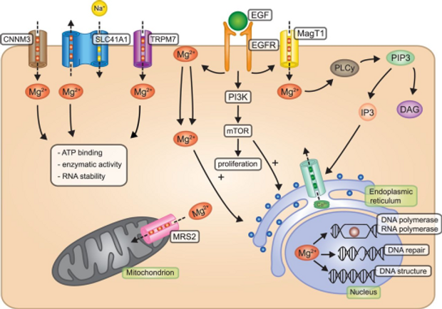 Magnesium: Important for every cell