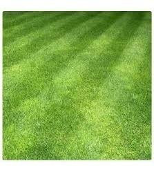 Semilla De Pasto Raigras Anual Approach 1 Kgs | FullPet