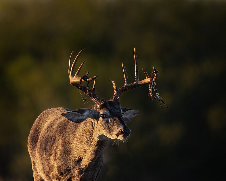 Whitetail Hunts | Triple Drop Ranch