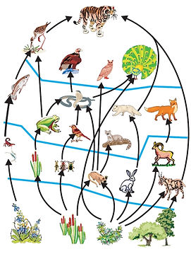 Our Environment | Future Classes