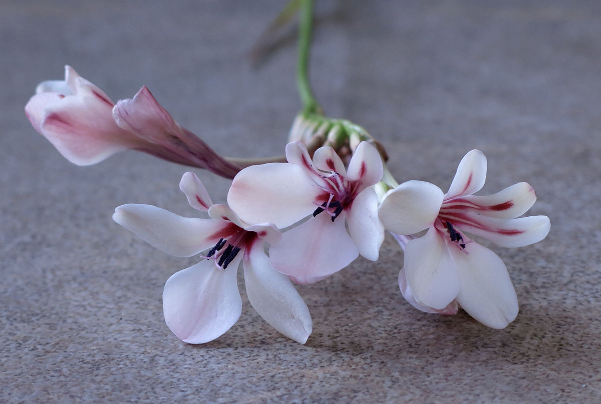 PLANT STUDIES - TU | WillemBoshoffArtist