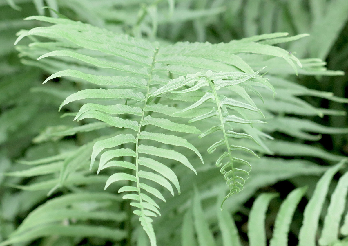 PLANT STUDIES - A | WillemBoshoffArtist