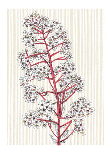 Norwegian Pyramidal Saxifrage | clare-halifax-art