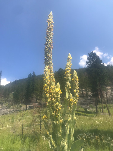 MULLEIN FLOWER ESSENCE | THE NECTAR NEST
