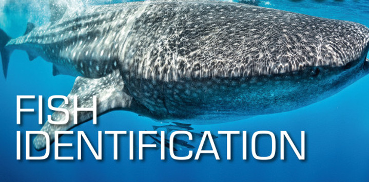 Fish Identification | Tiki dive