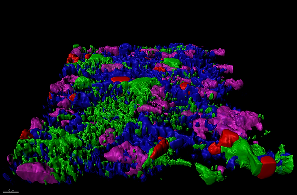 Gallery | Lopezjuarezlab