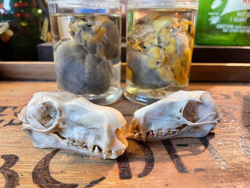 Male and Female Hammerhead Bat Skulls | The Monty