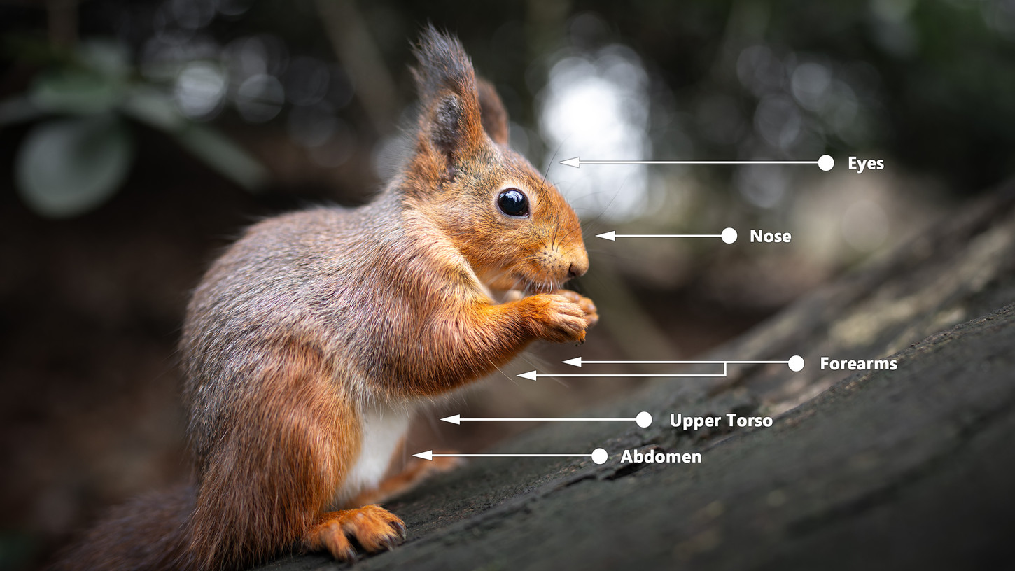 Squirrel Anatomy