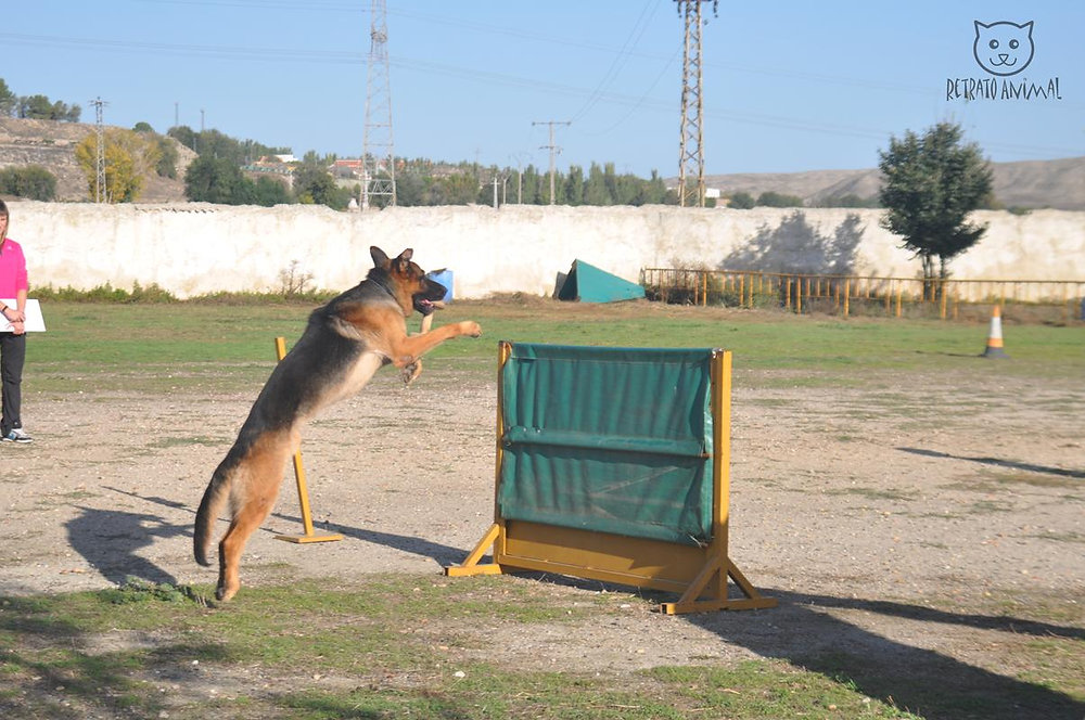 Prueba IPO (Real Ceppa) 26 Octubre 2014