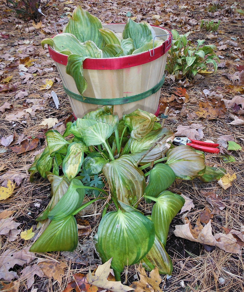 Avoid "plant mush" and pests