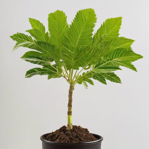 Breadfruit Tree (Castaña in Costa Rica) | Plant A Gift Legacy