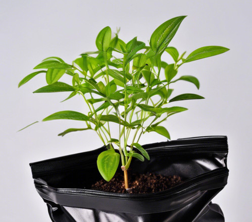 Cocobolo Tree - Endangered Tree | Plant A Gift Legacy