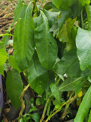 Güitite Tree | Plant A Gift Legacy