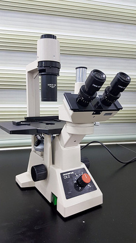 Olympus CK2 Inverted Microscope | rescience