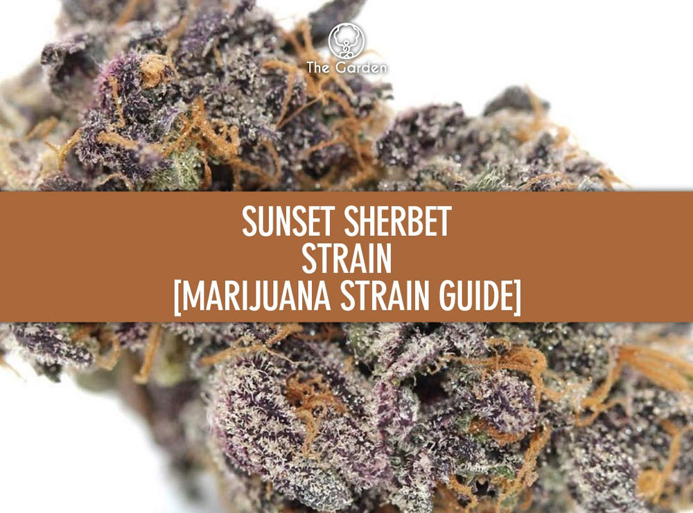 Sunset Sherbet Strain [Marijuana Strain Guide]