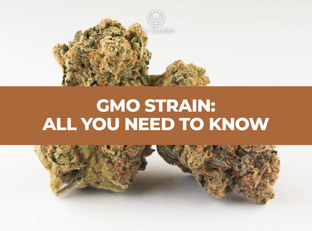 GMO Strain: All You Need To Know