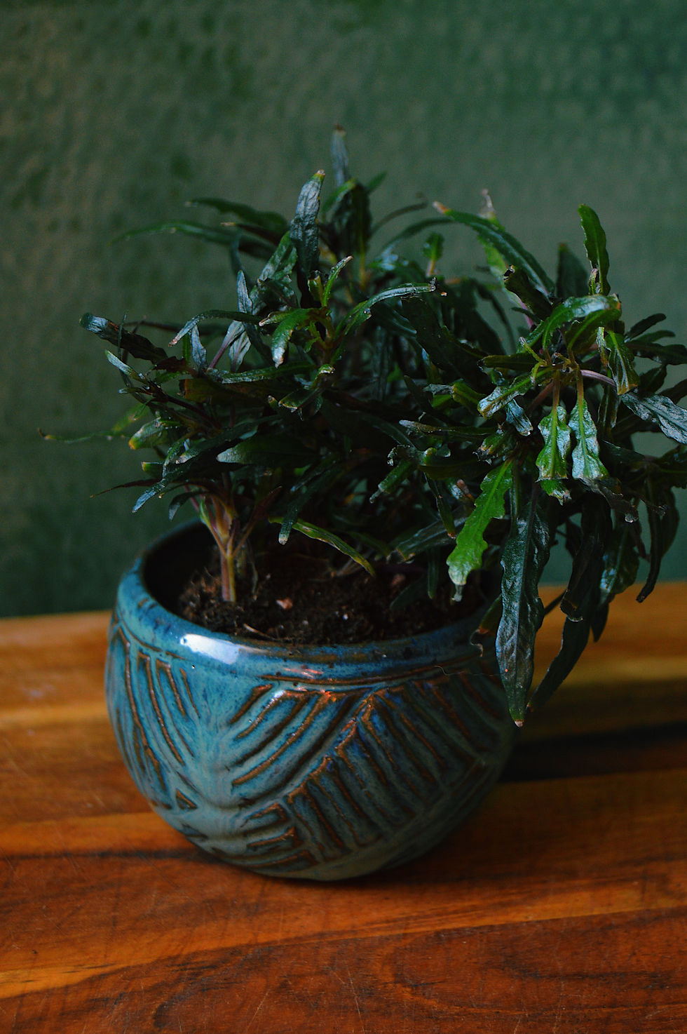 Eden's Muse | Earth-Based Art & Design | United States