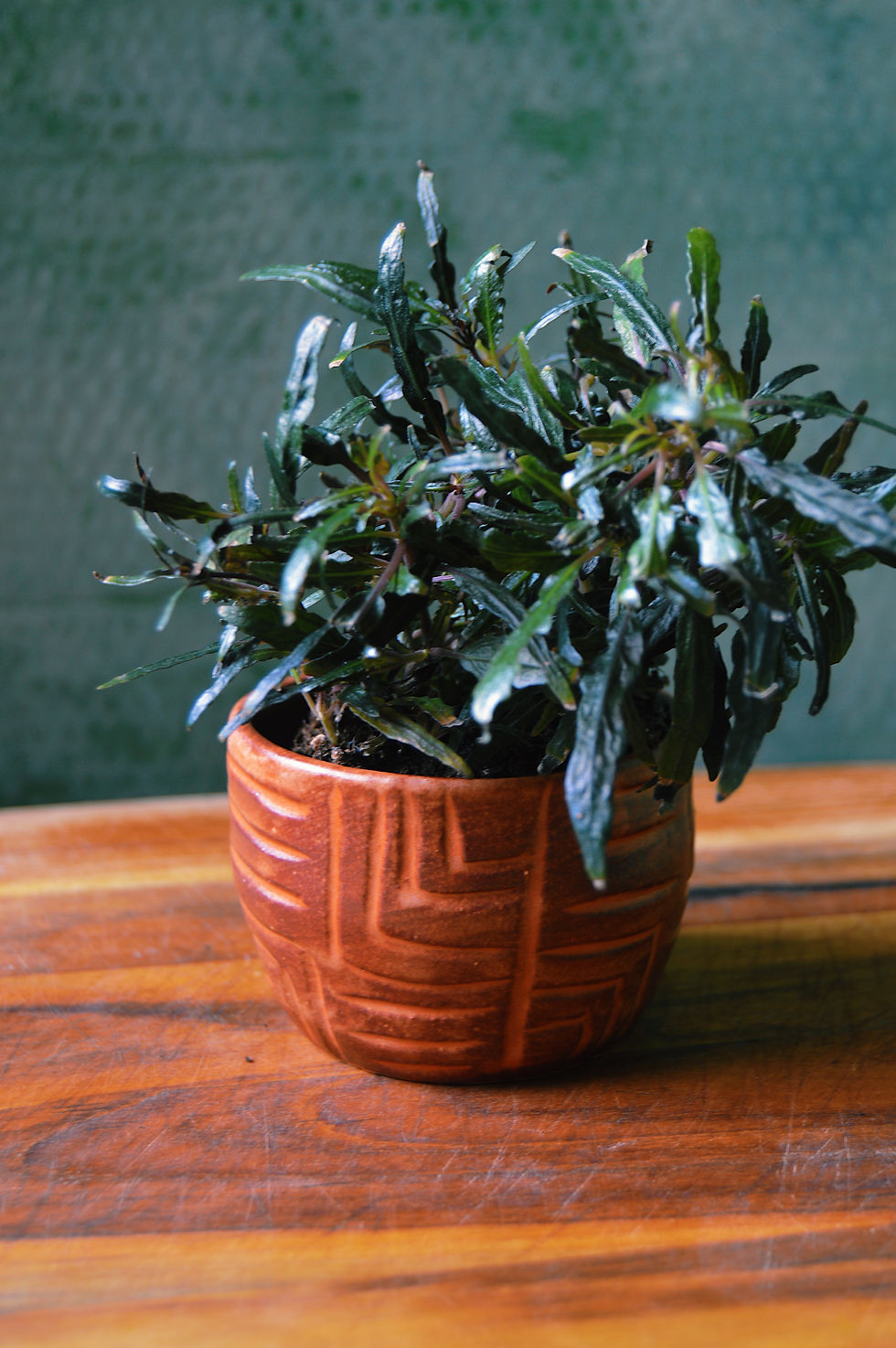 Eden's Muse | Earth-Based Art & Design | United States