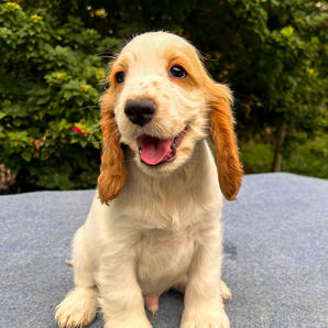 Cocker Spaniel I Puppies for sale to all India