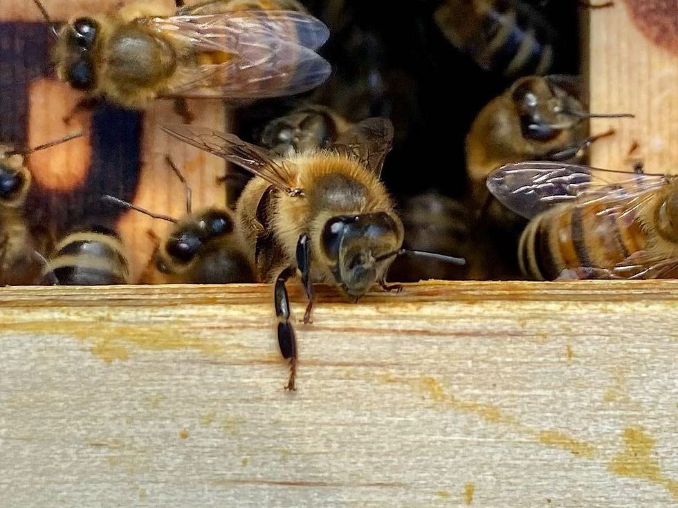 Shop | Annie Bea's Beekeeping