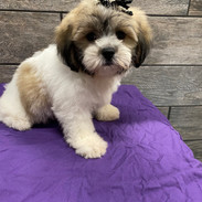 Dog Breeder | Www.nosheddogs.com | United States Illinois