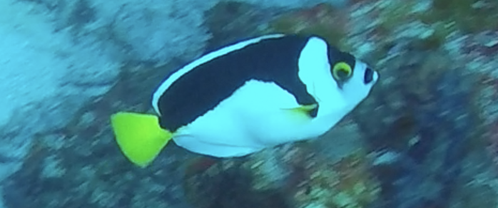 LukimYu, Catamaran, Lagoon 380, diving
