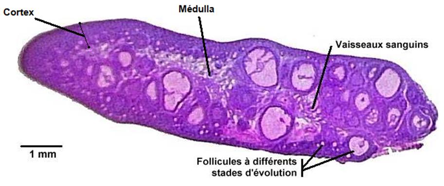 Appareil génital & ovogenèse