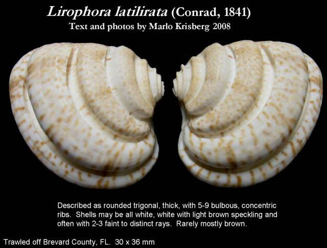 Lirophora latilirata | letstalkseashells